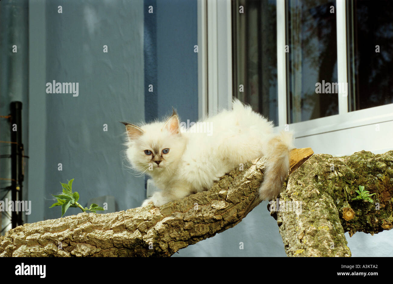 young Birman Cat / Sacred Cat of Burma on branch in front of a window ...