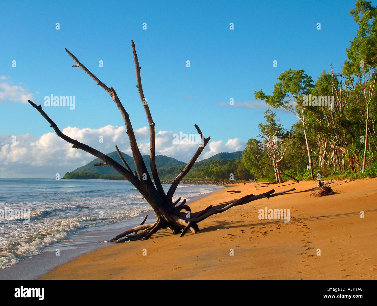 Tropical beach yellow sand beach and driftwood Queensland Australia ...