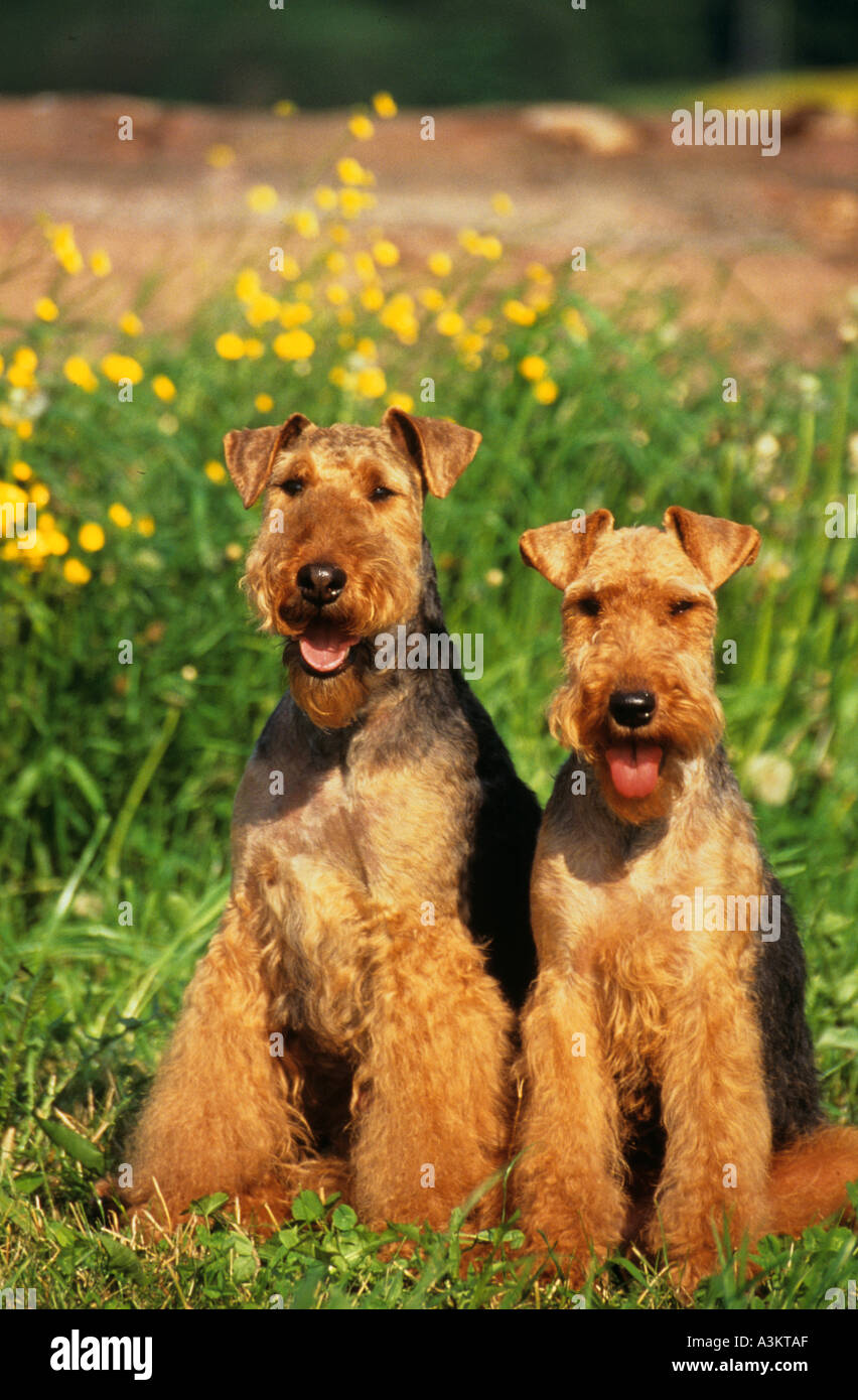 two dogs sitting on meadow Stock Photo - Alamy