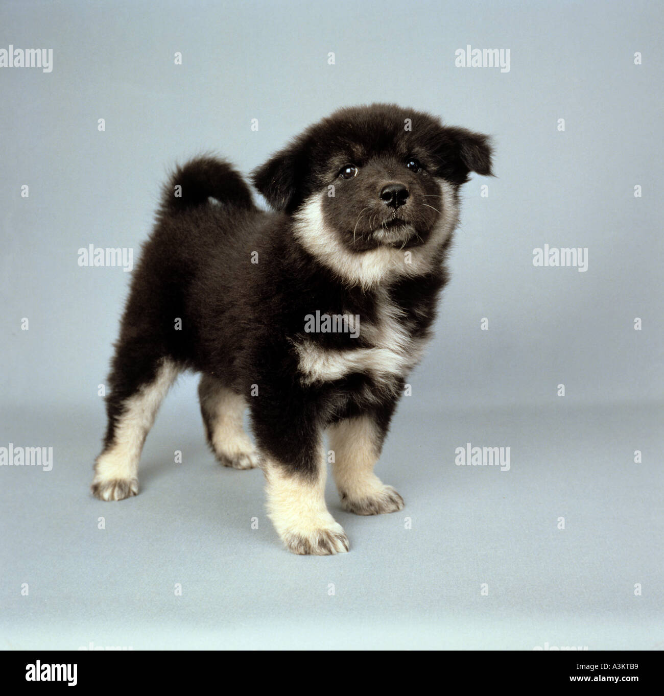 Eurasians hi-res stock photography and images - Alamy