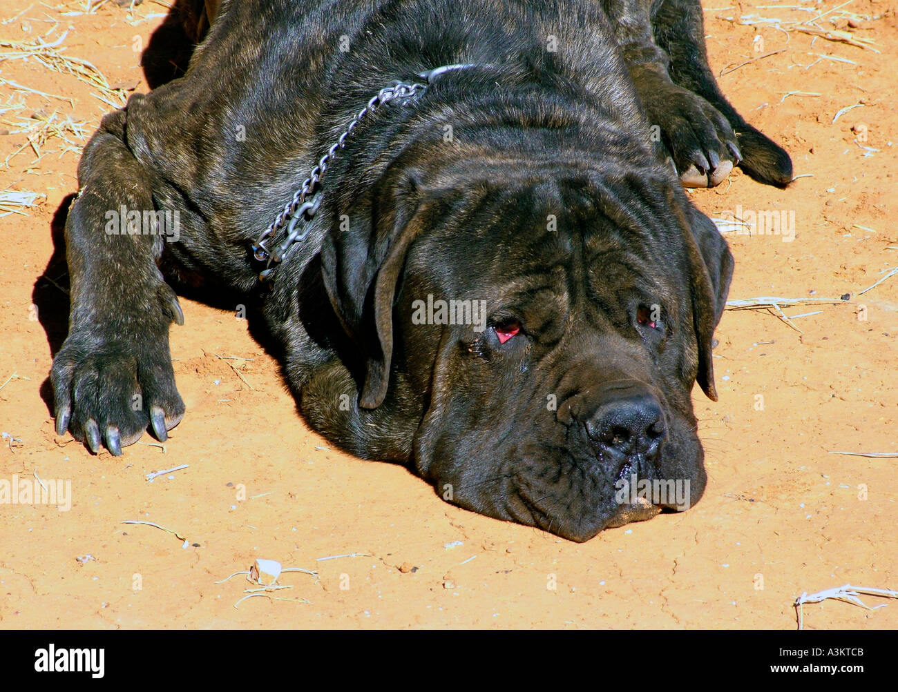Chained pit bull hi-res stock photography and images - Alamy