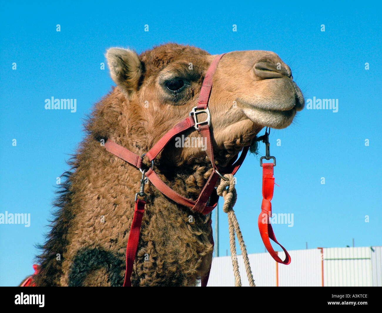 Camel seen at Boulia Outback Queensland Australia during the annual ...