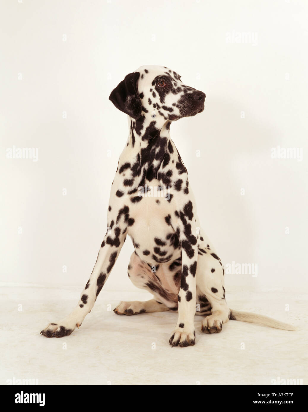Dalmation hi-res stock photography and images - Alamy