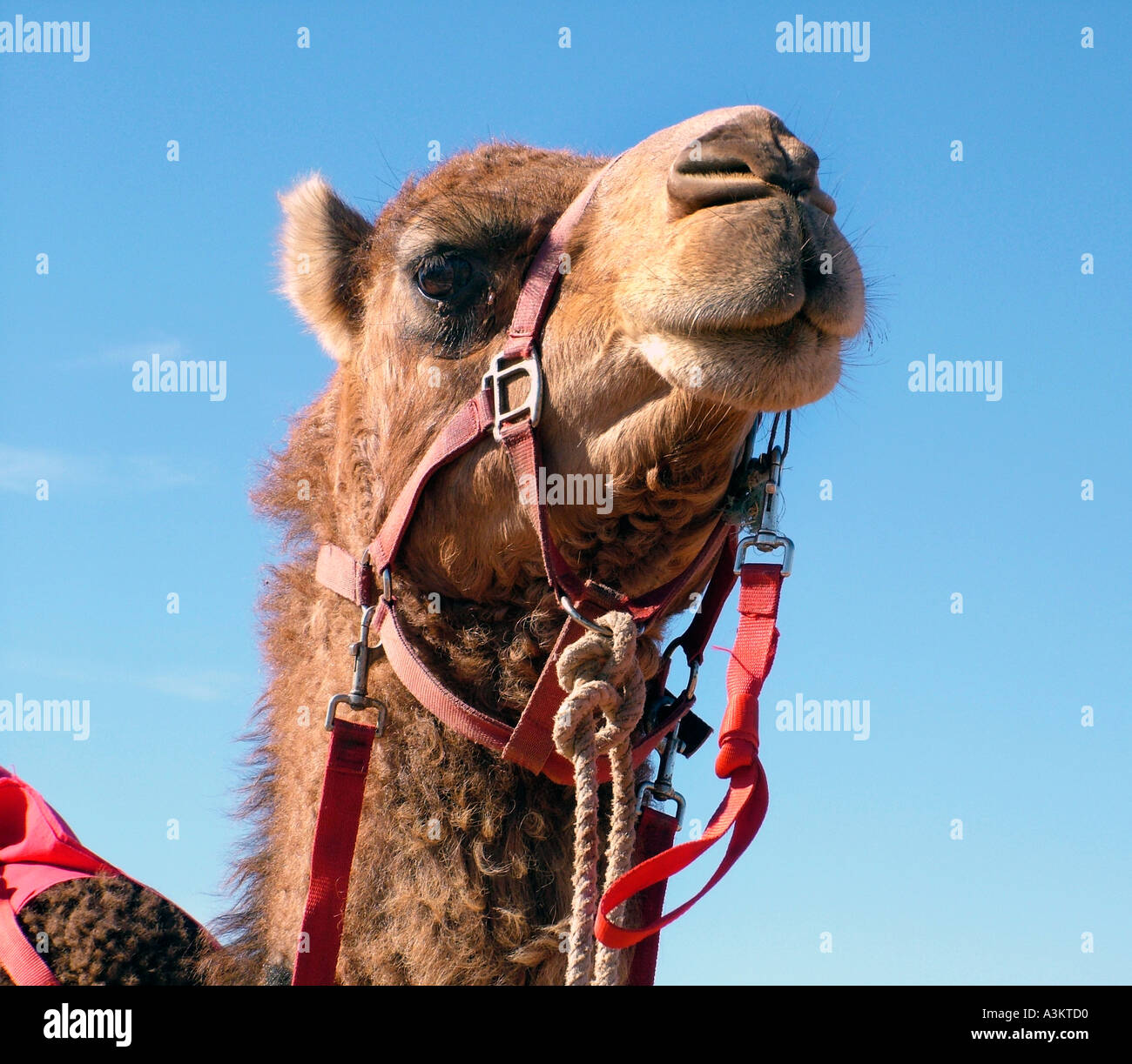 Camel at Boulia during the 2005 annual camel race event Stock Photo - Alamy
