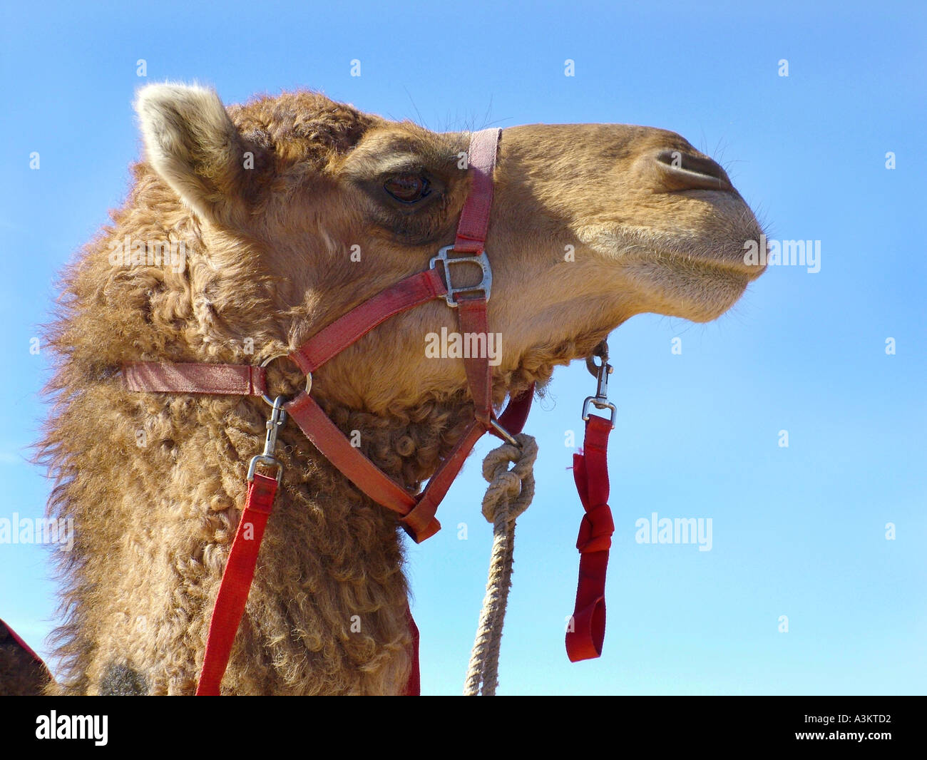 Camel seen at Boulia outback Queensland Australia during the annual ...