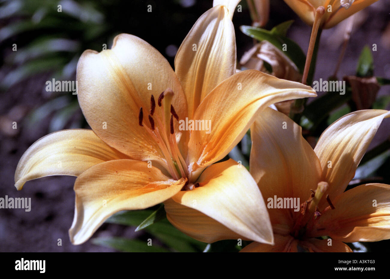 Easter lily bloom hi-res stock photography and images - Alamy