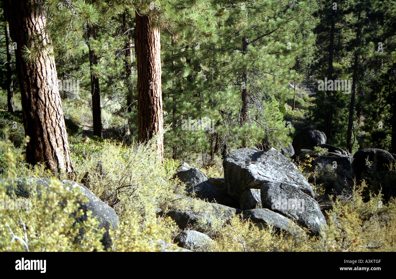 Lake Tahoe Forest Stock Photo - Alamy