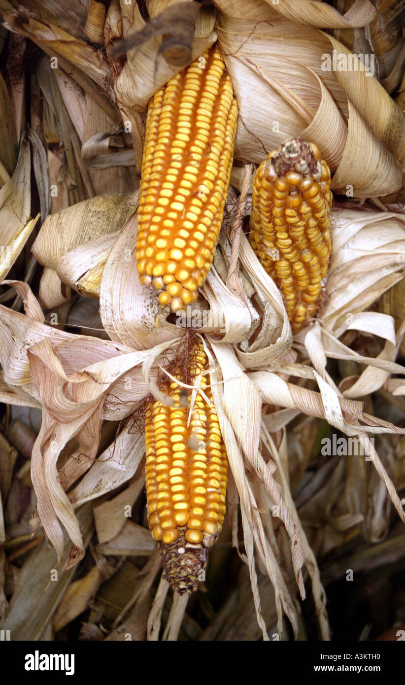 Corn Stock, Fall Setting Stock Photo - Alamy