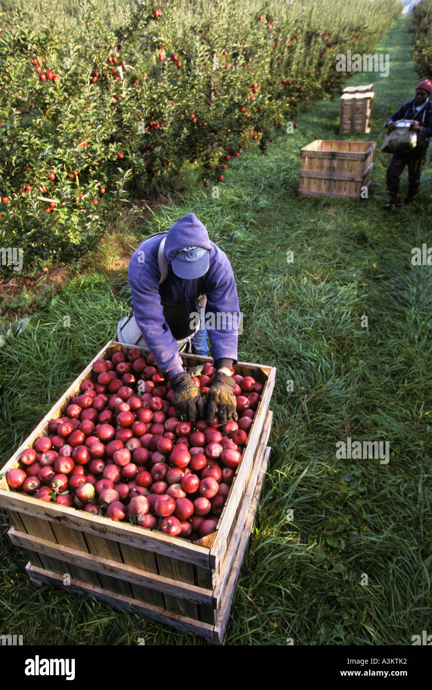Guest workers picking apples Stock Photo - Alamy