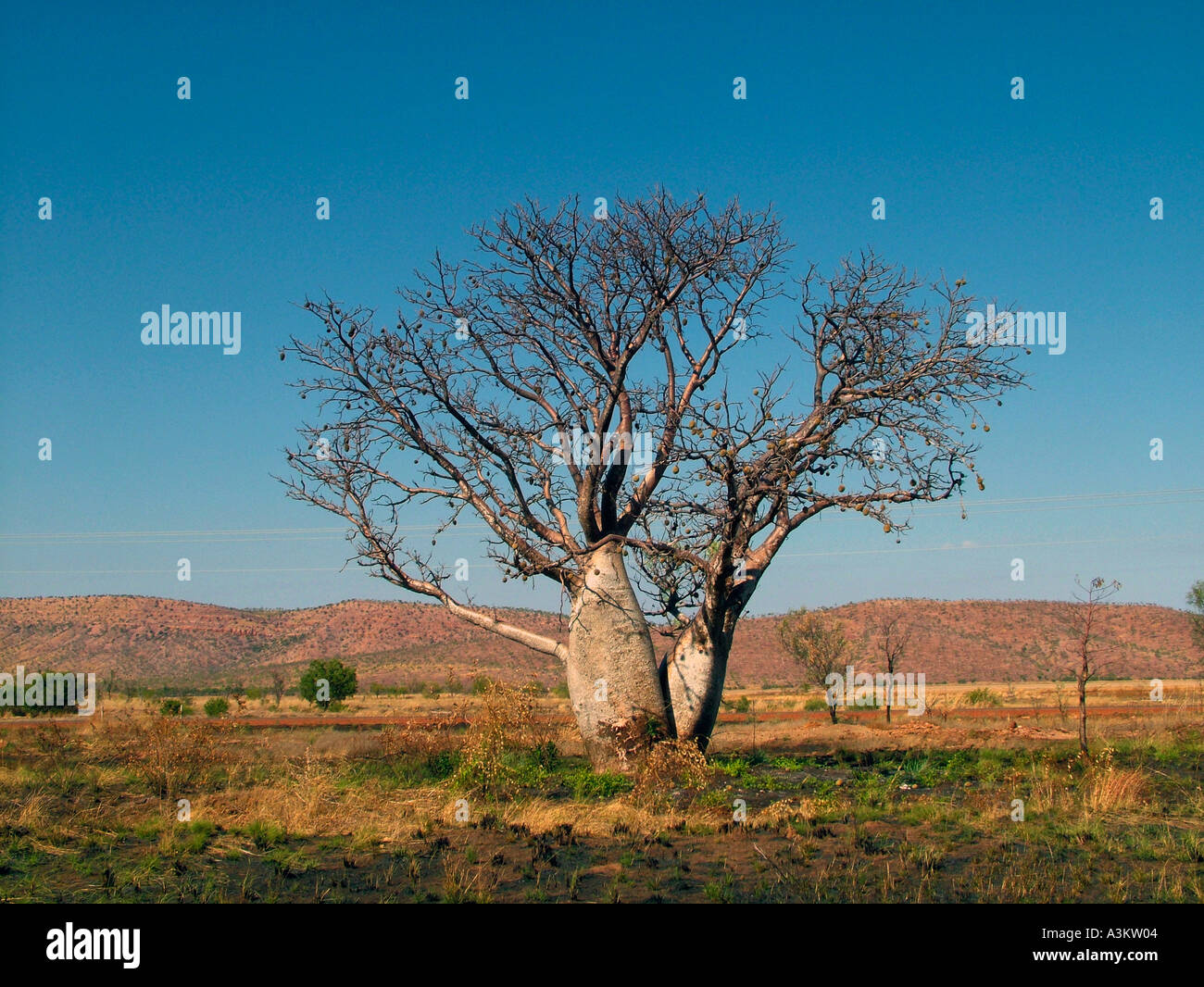 Boab tree in Kimberly Australia related to the African Boab Stock Photo ...