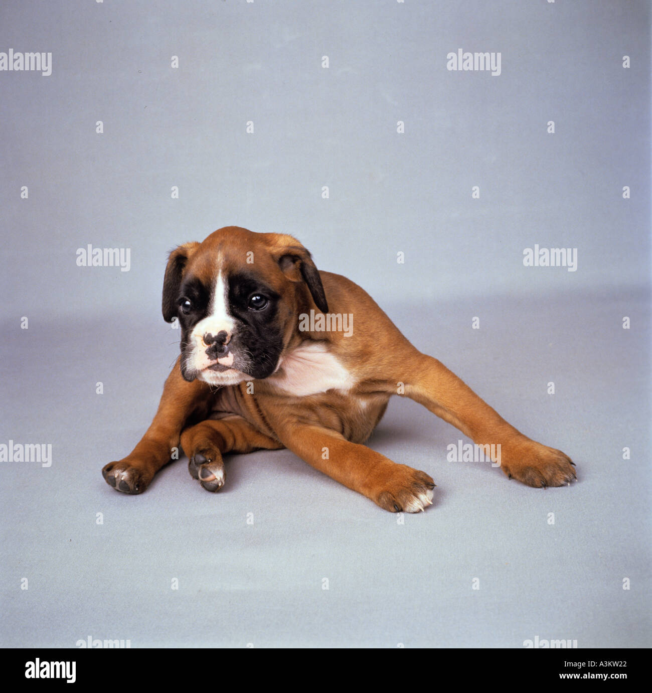 Boxer dog - puppy lying frontal Stock Photo - Alamy