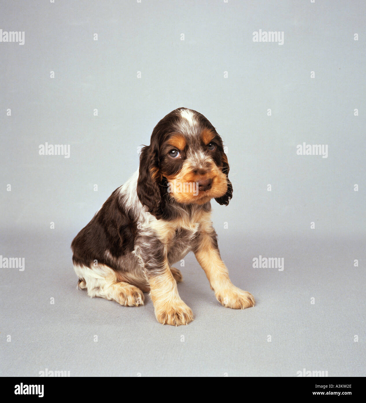 Head young english cocker hi-res stock photography and images - Alamy