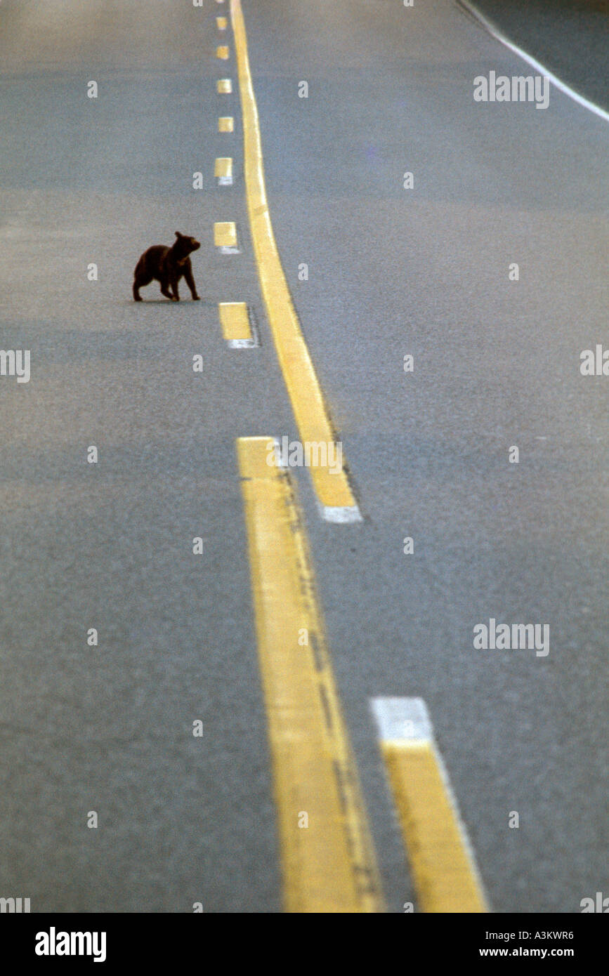 Black cat crossing road Stock Photo - Alamy