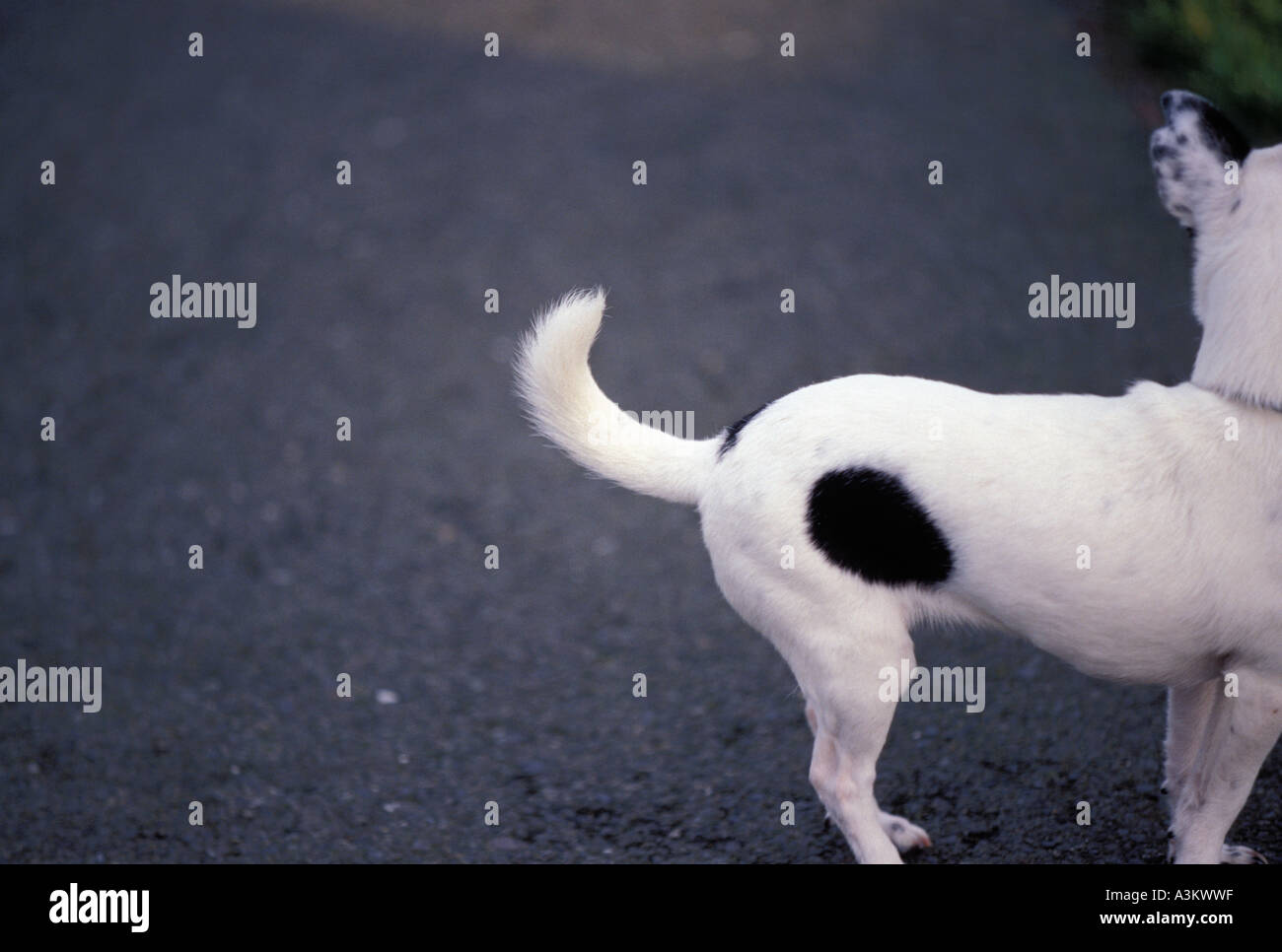 Rigid rear end hi-res stock photography and images - Alamy