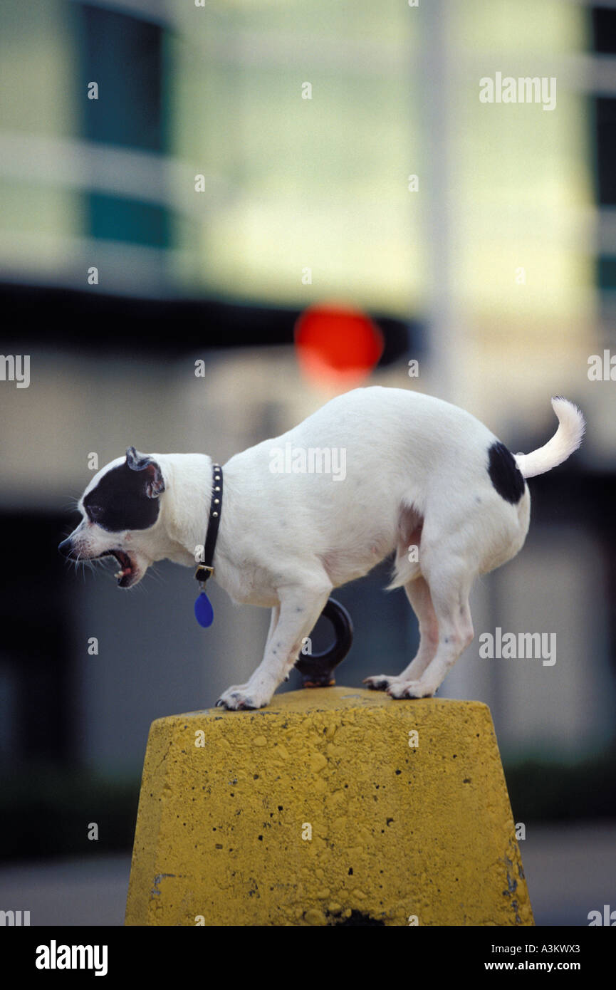 Upset dog hi-res stock photography and images - Alamy