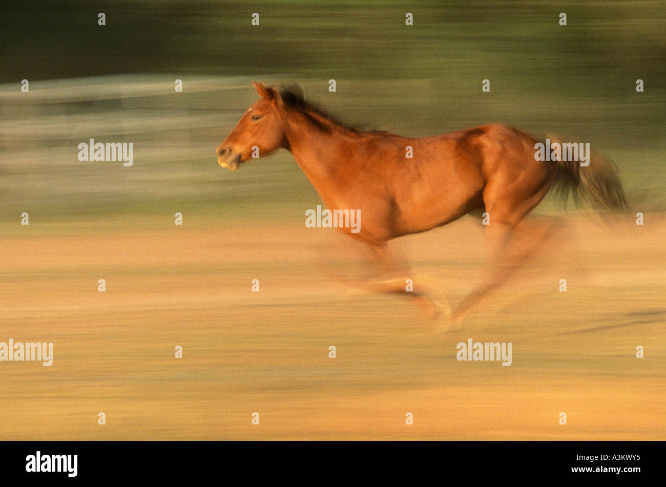 Motion blur of racing horse Stock Photo - Alamy