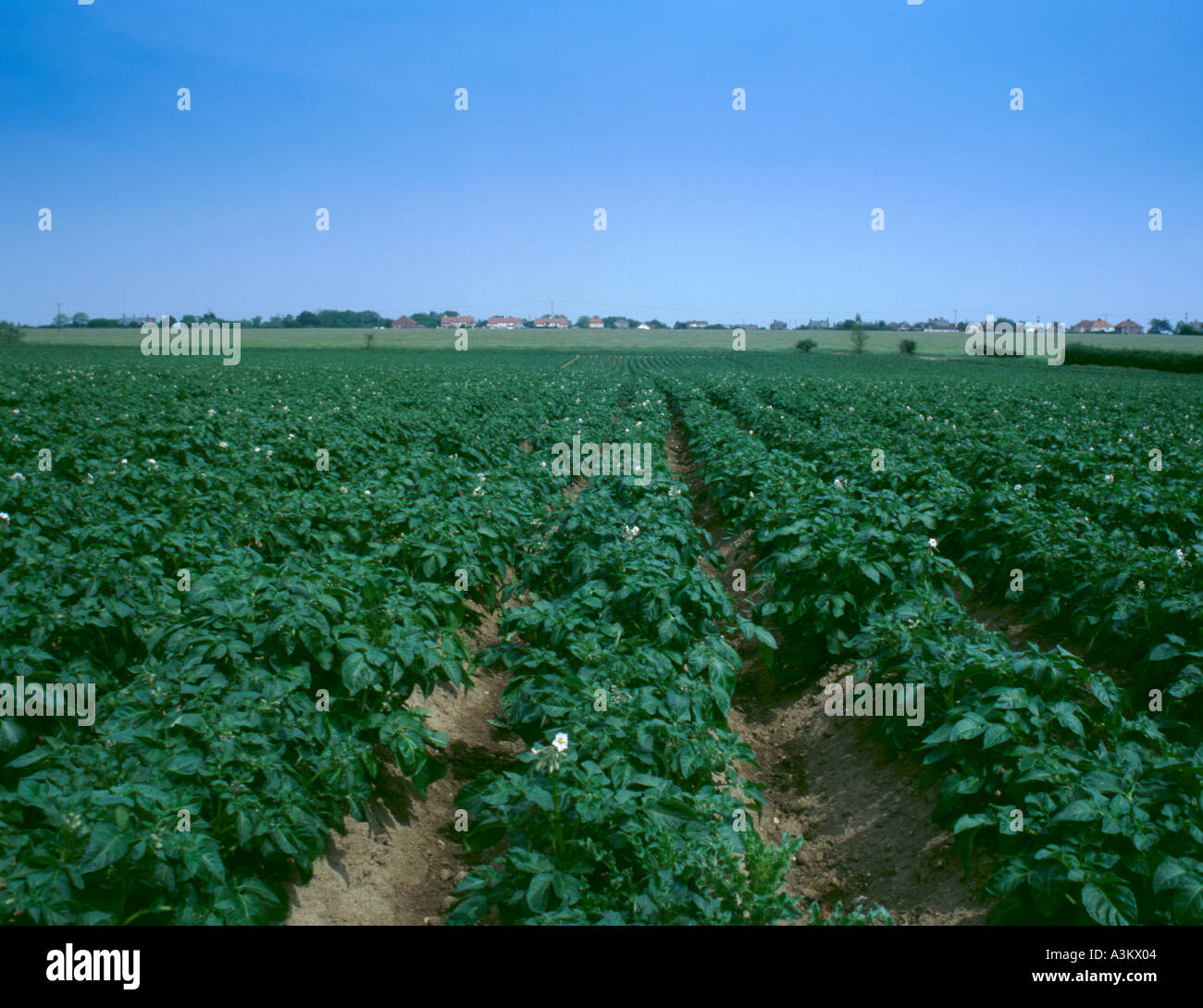 Potato field, Suffolk, England, UK Stock Photo - Alamy