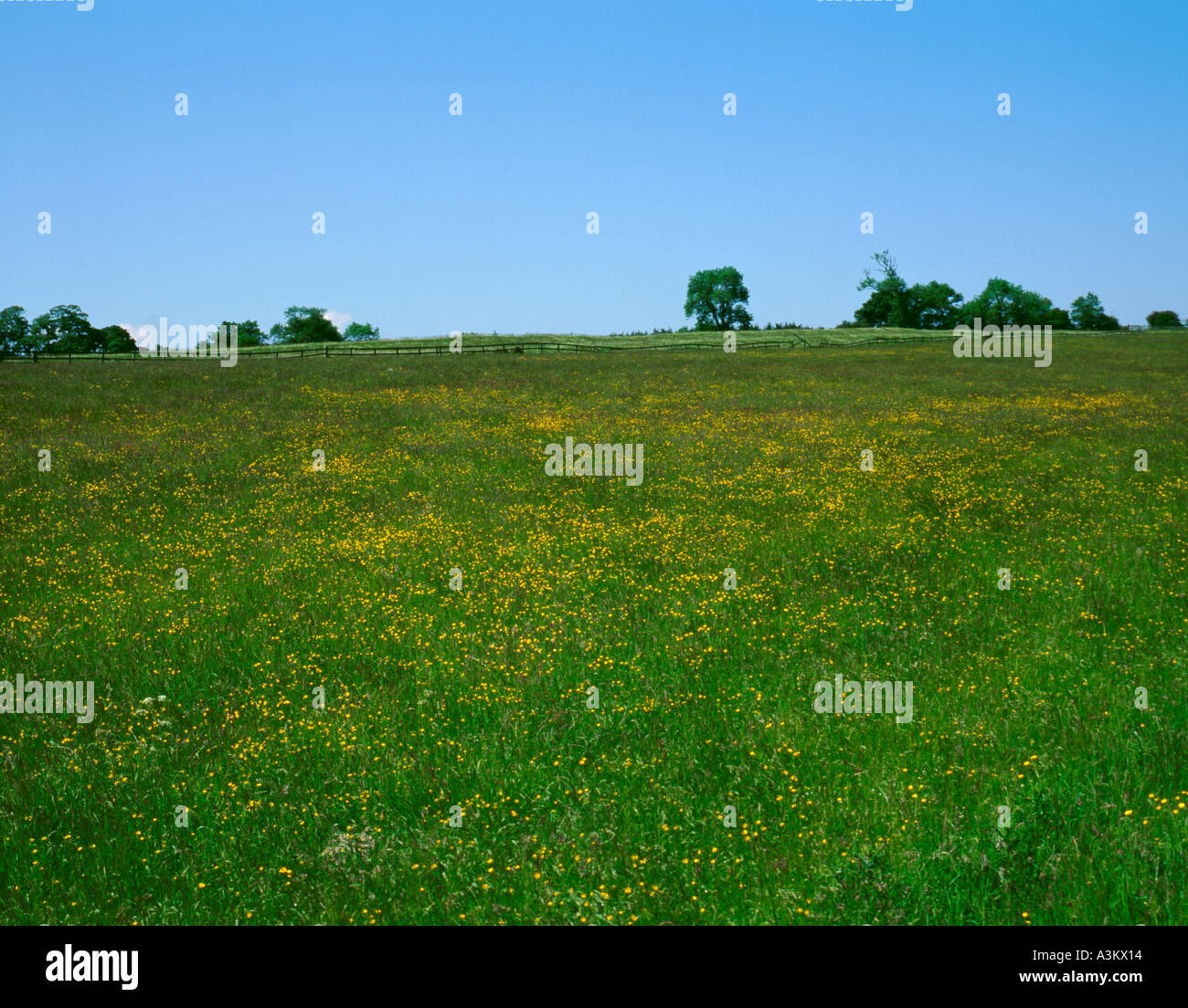 Wild flower meadow, near Hadrian's Wall, Northumberland, England, UK ...