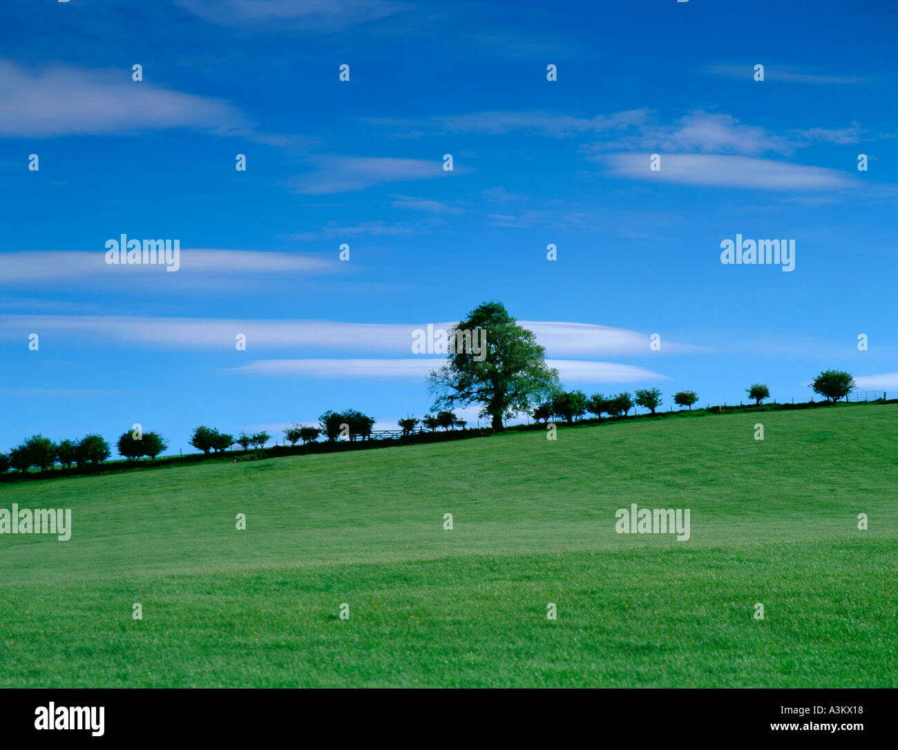 Spring field scene, North Tyne valley, Northumberland, England, UK ...