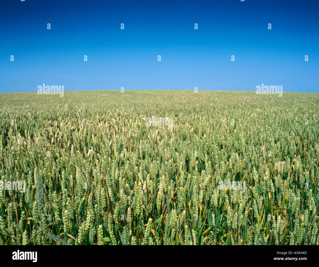 Wheat field, near Corbridge, Northumberland, England, UK Stock Photo ...