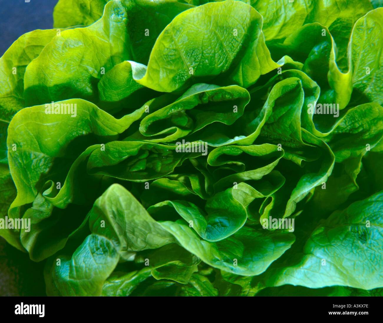 Lettuce shop hi-res stock photography and images - Alamy