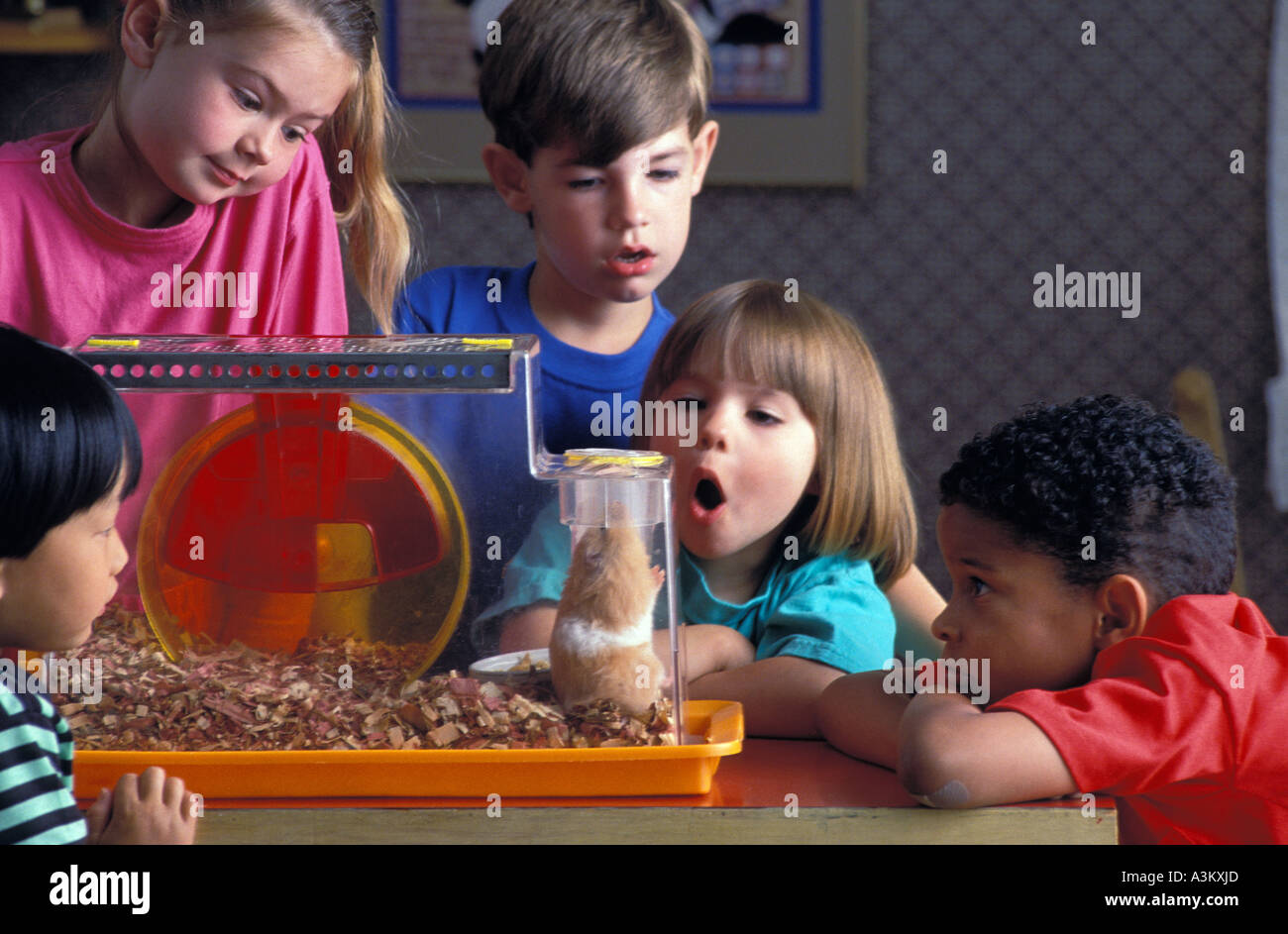 Hamsters In The Classroom