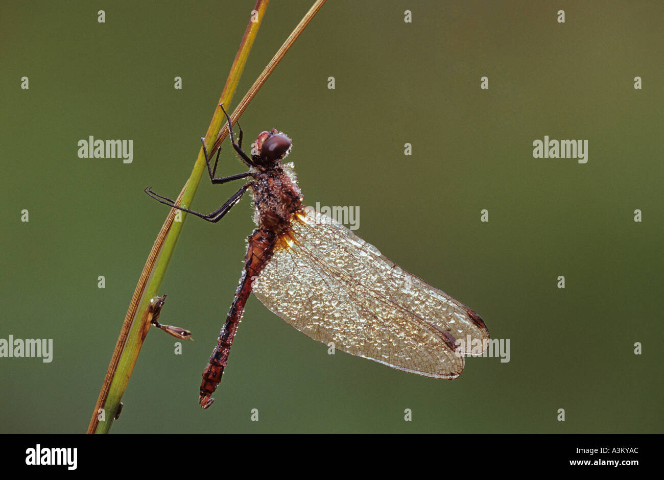 Rush darter hi-res stock photography and images - Alamy