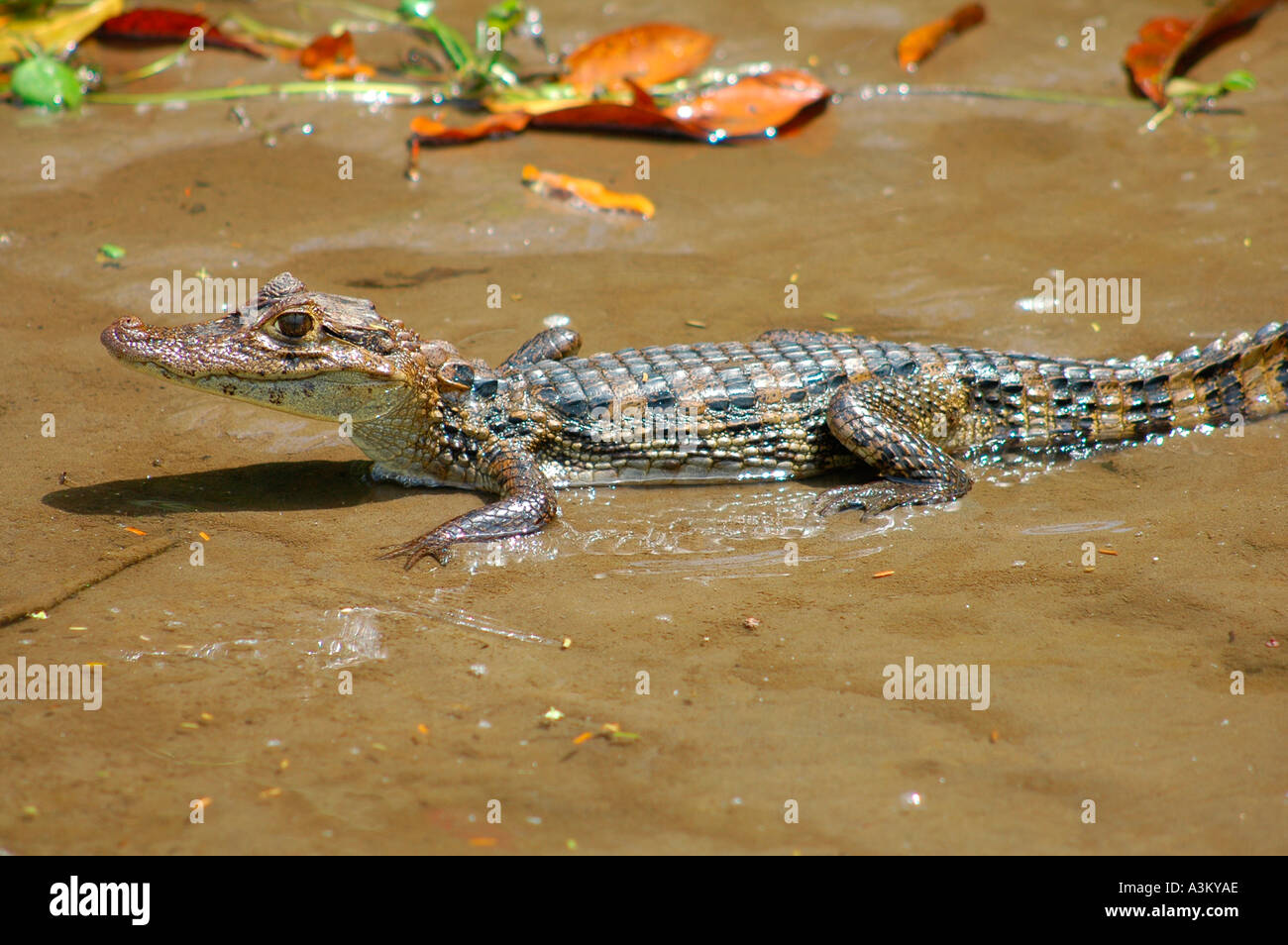 Spectacled Caiman Pet