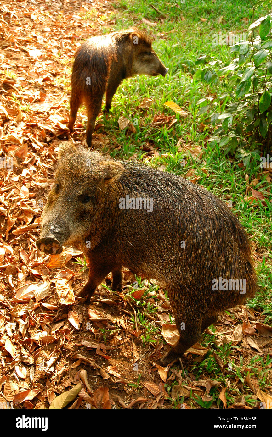 White lipped peccary tayassu pecari pair hi-res stock photography and ...