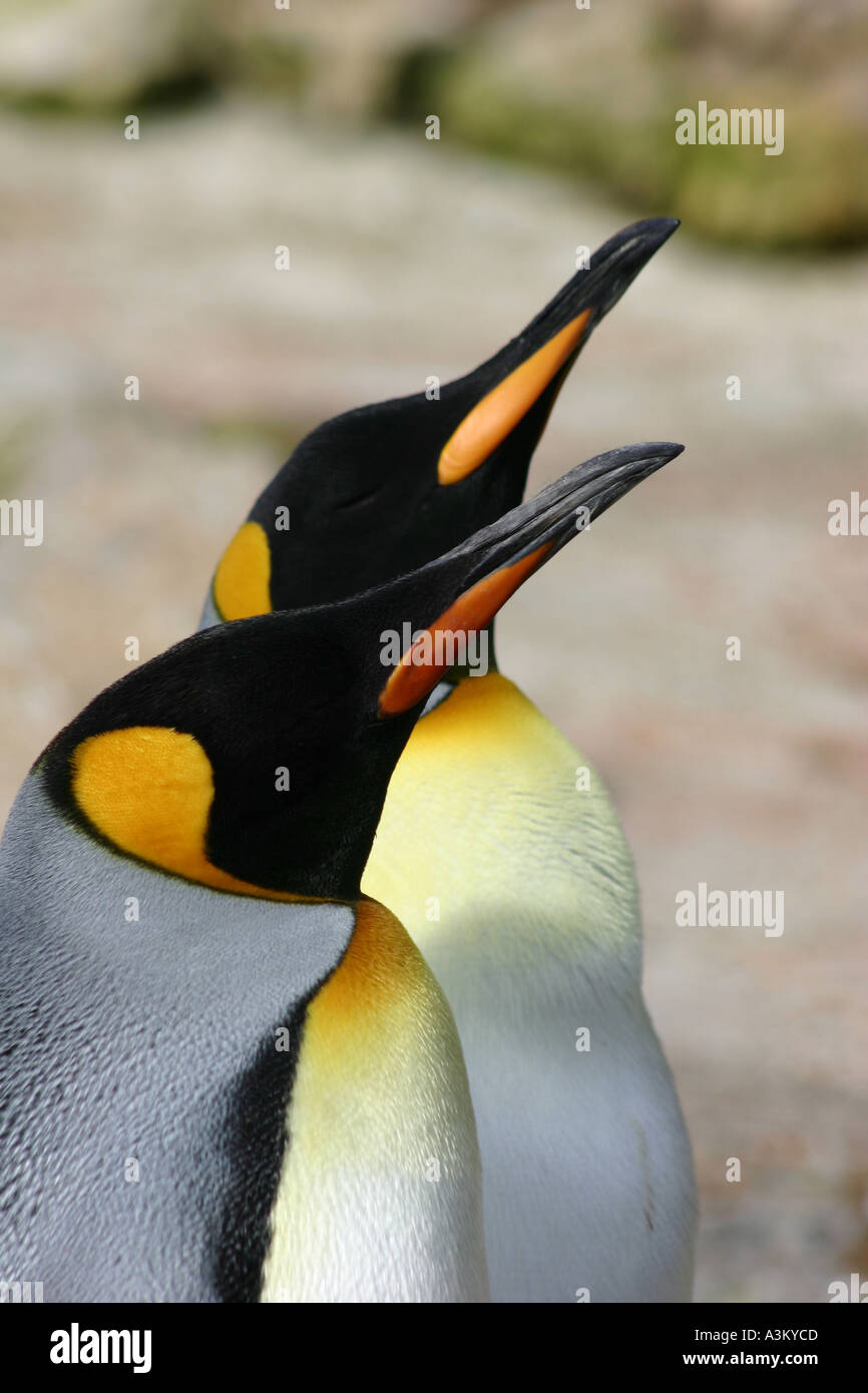 Emporer penguins hi-res stock photography and images - Alamy