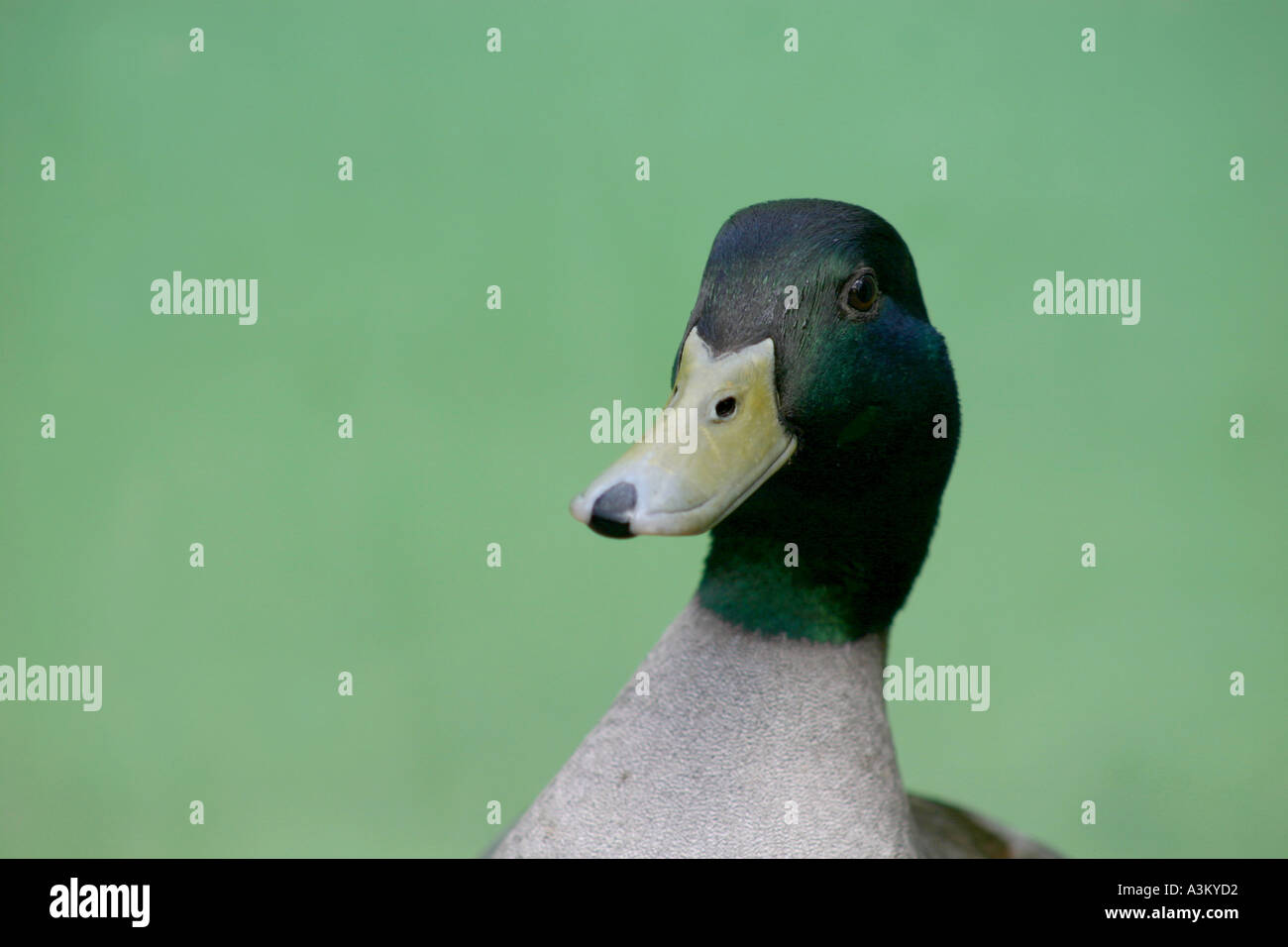 Male Mallard Duck Head Profile Stock Photo - Alamy