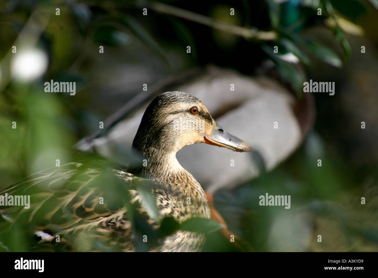 Hiding Mallard Duck Stock Photo - Alamy