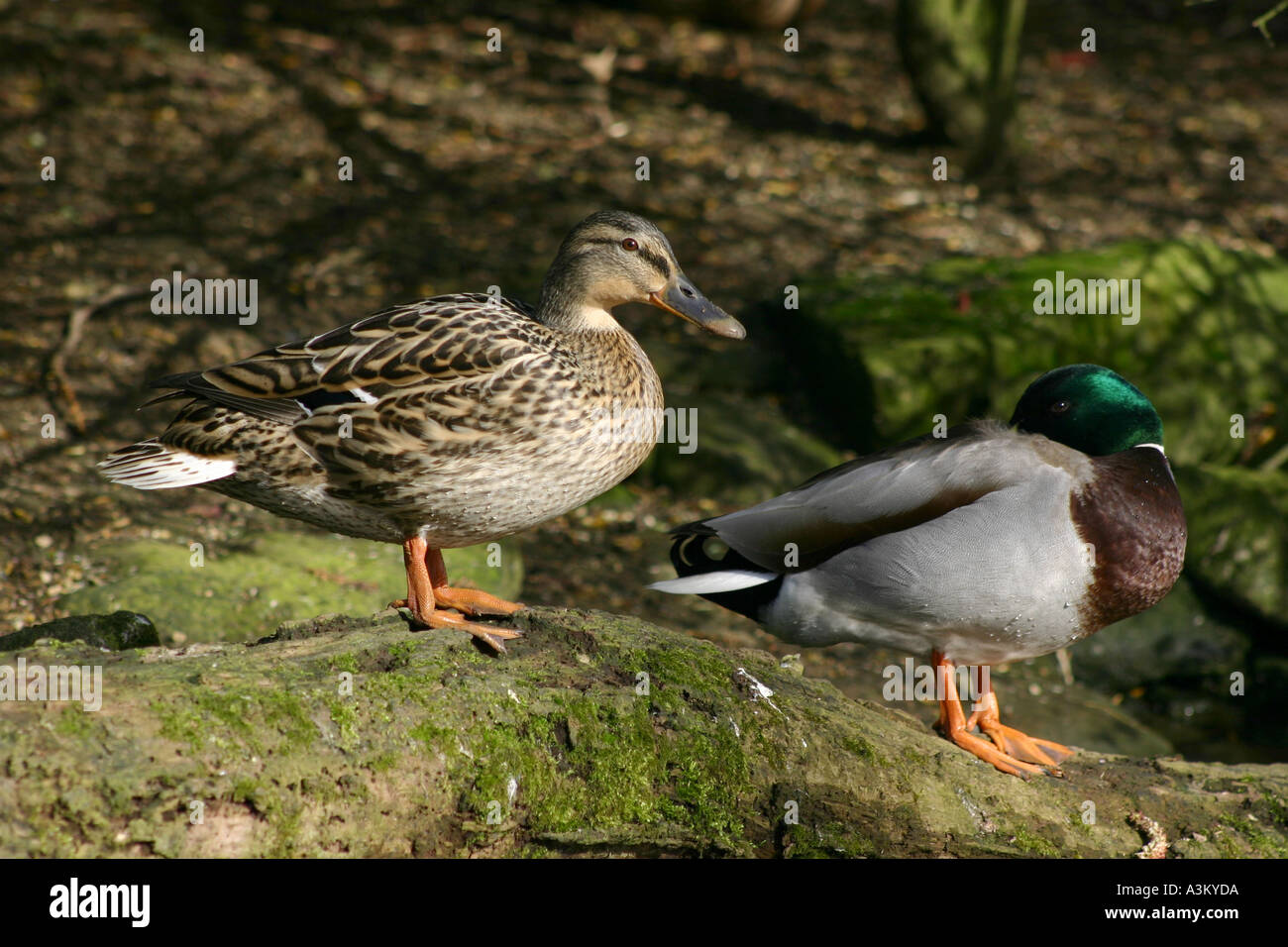 Mallard Duck Couple Stock Photo - Alamy