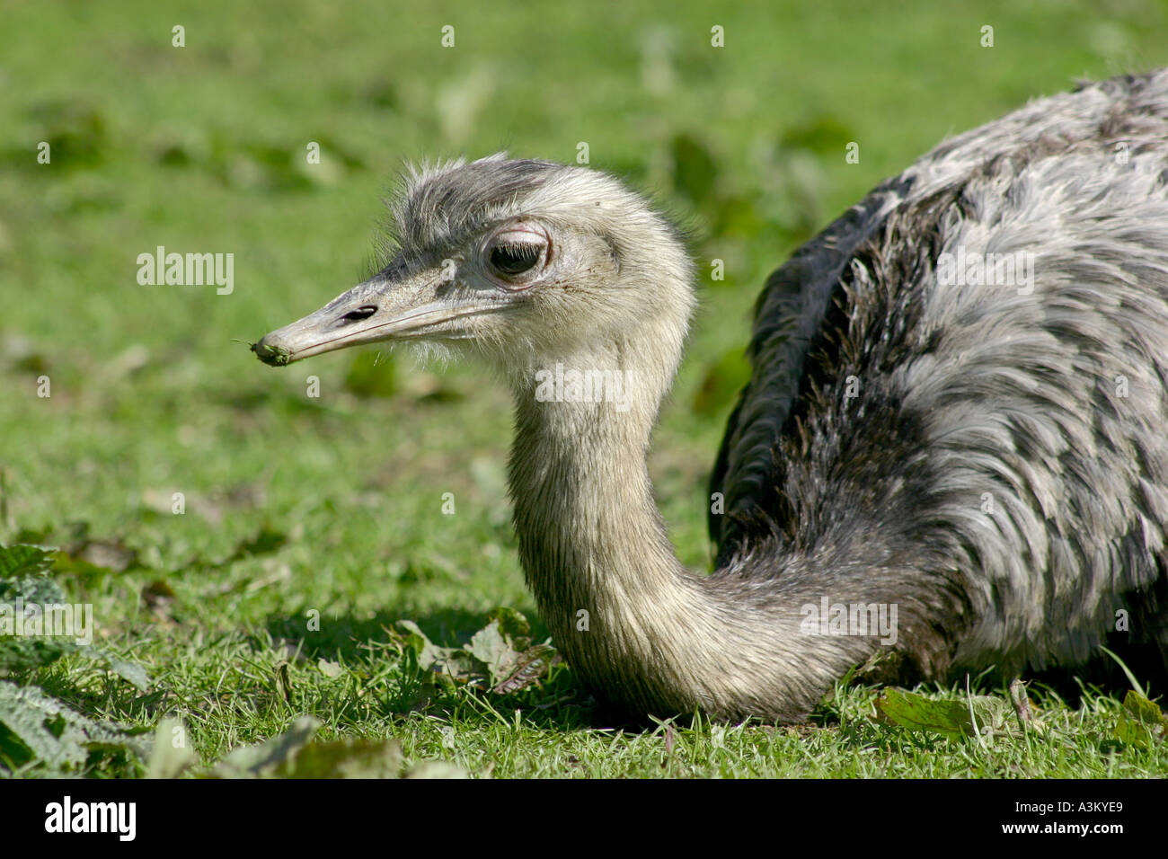 Rhea lying down Stock Photo - Alamy
