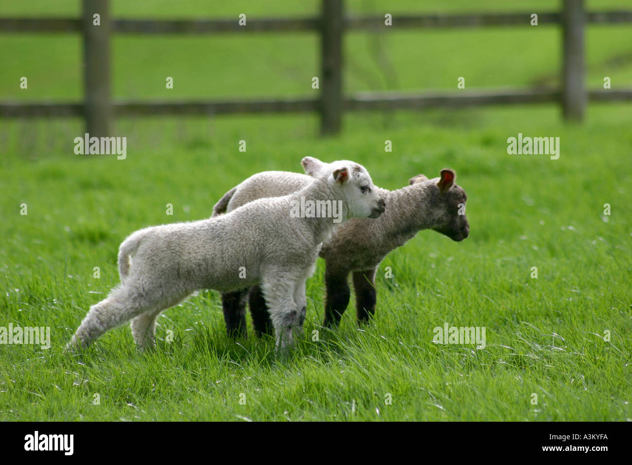 Lamb stretching hi-res stock photography and images - Alamy