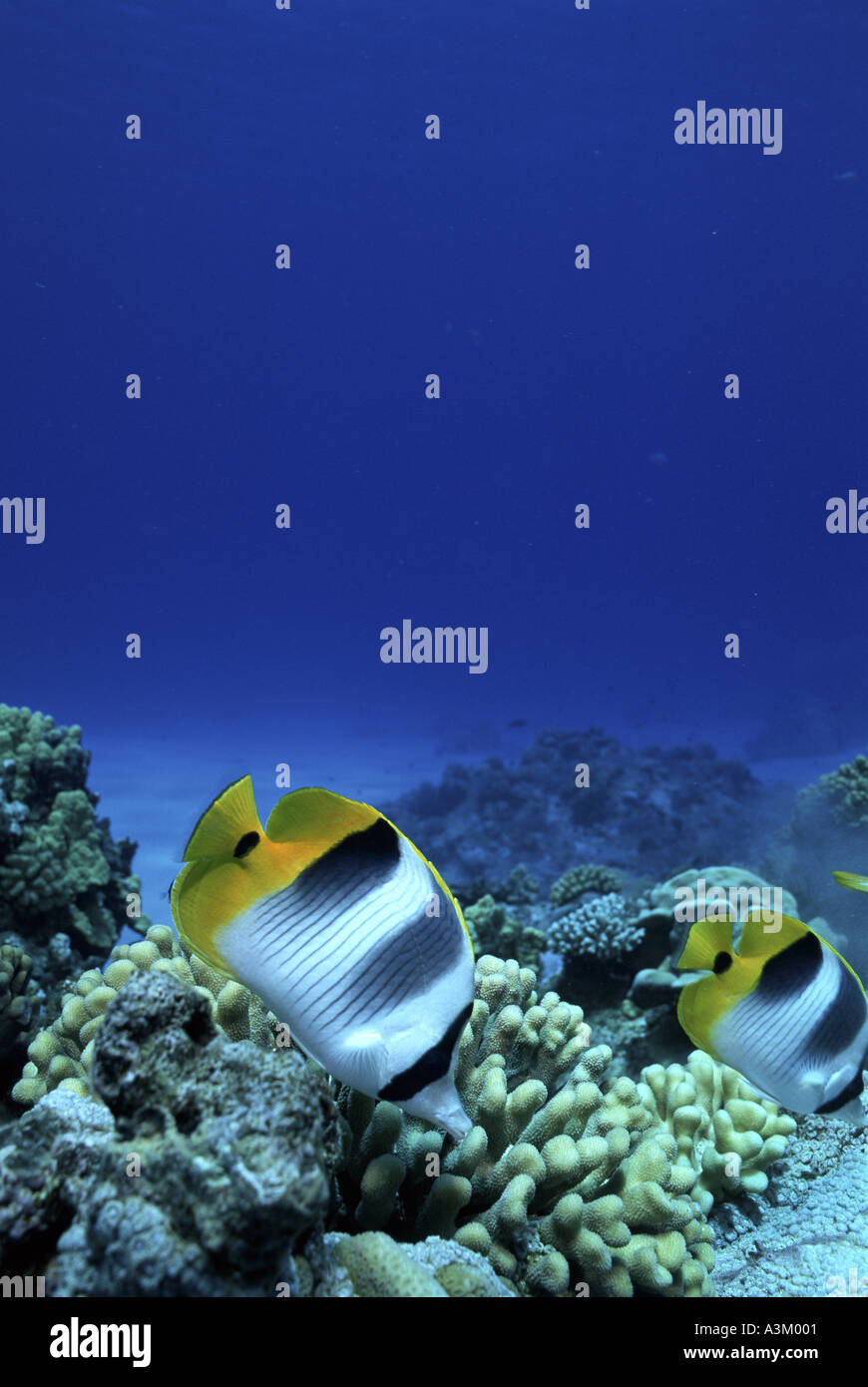 Swims vertically hi-res stock photography and images - Alamy