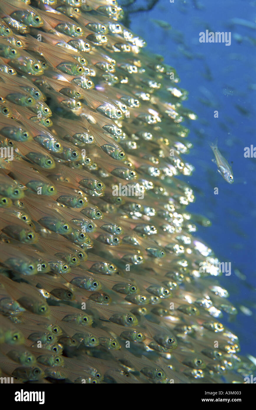 Slender verticals hi-res stock photography and images - Alamy