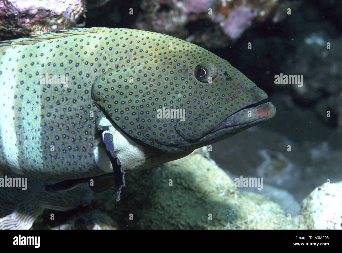 A family of grouper Stock Photo - Alamy