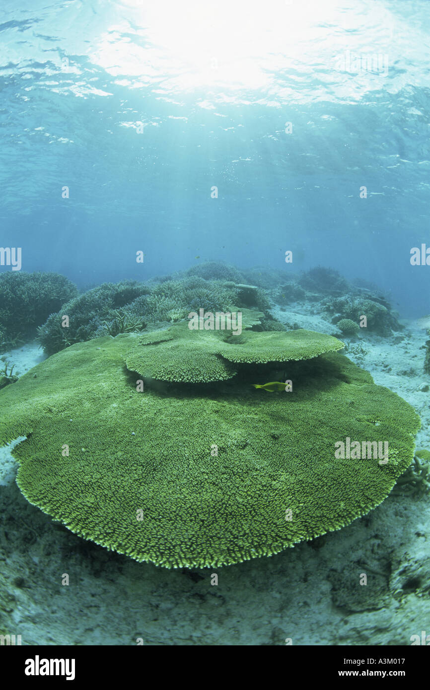 Acropora hyacinthus acropora hyacinthus coral hi-res stock photography ...