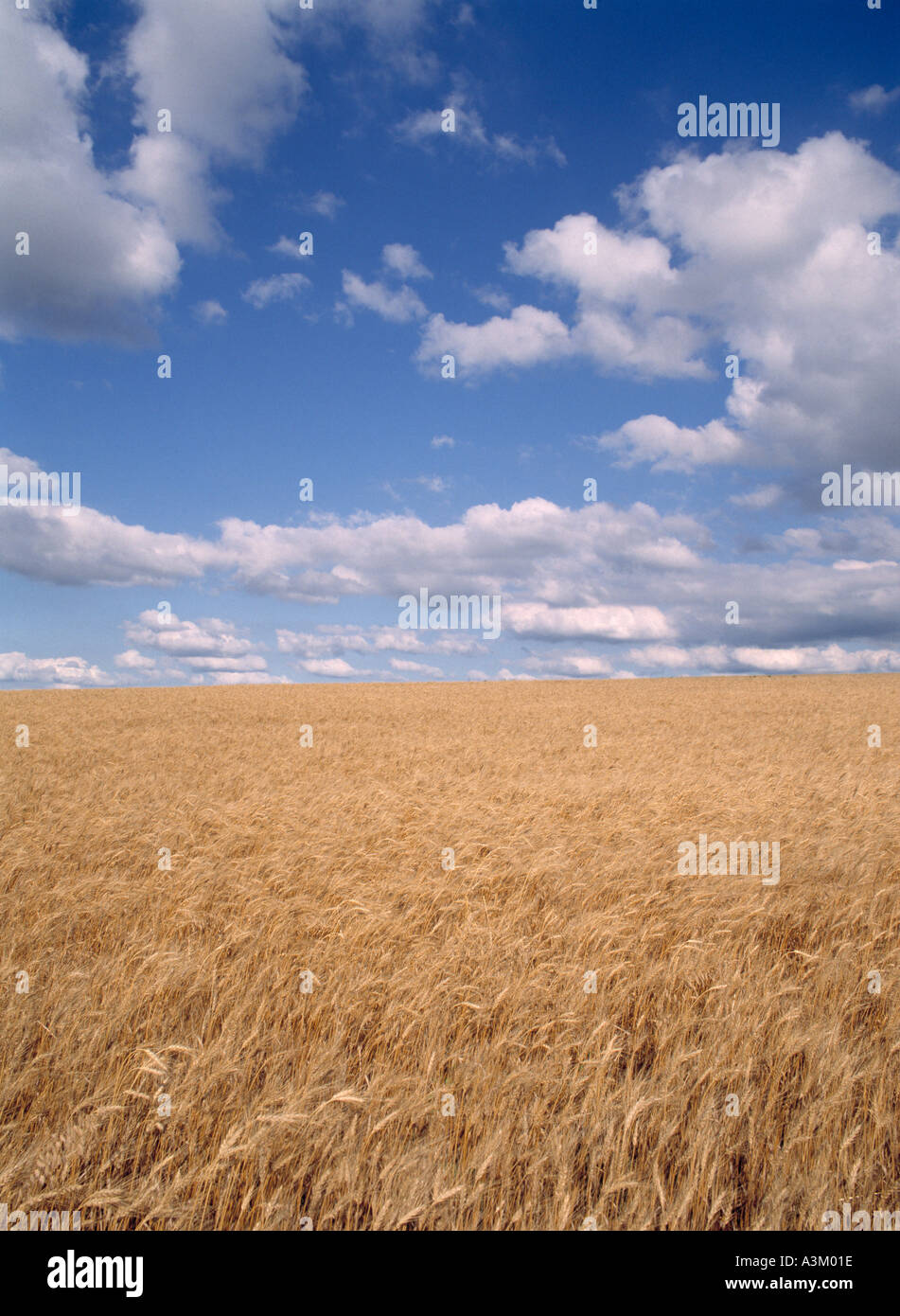 Vertical wheat hi-res stock photography and images - Alamy