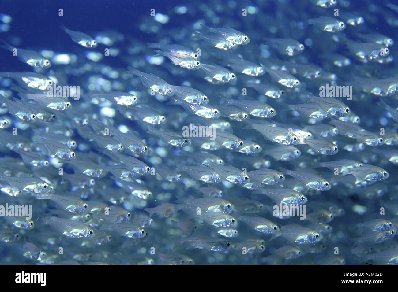 School of fish Stock Photo - Alamy