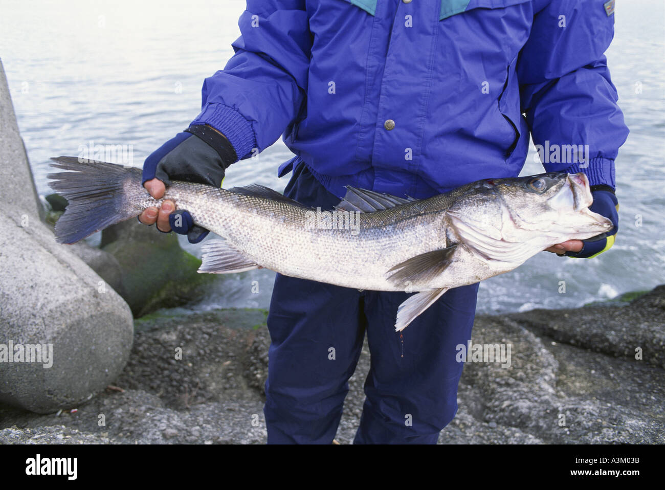 Seabass fisher hi-res stock photography and images - Alamy