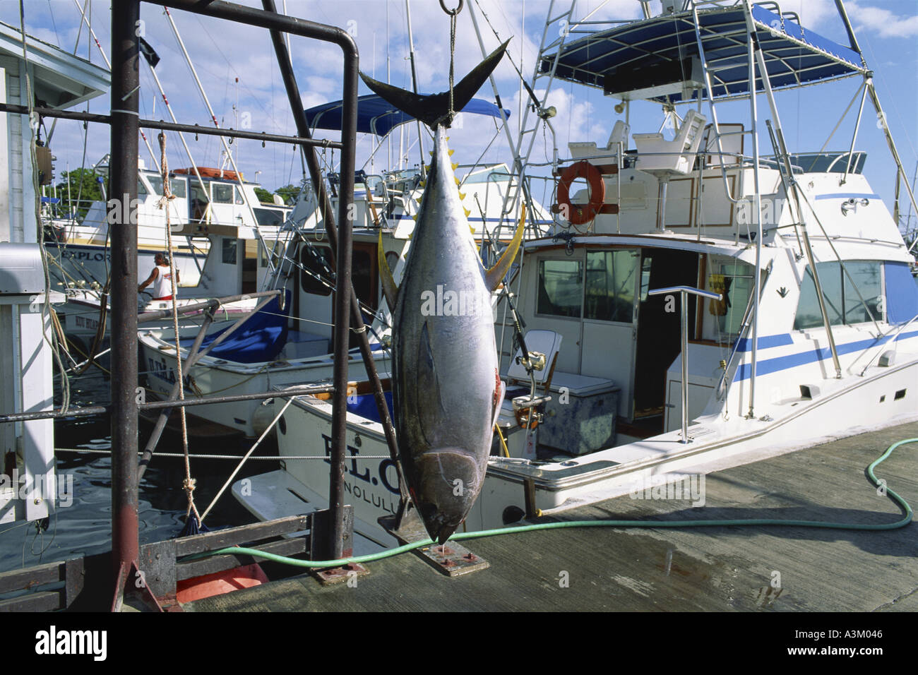 Big fish tuna fishes fishing hi-res stock photography and images - Alamy
