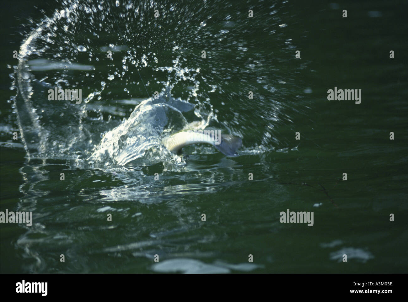 Bass splashing water hi-res stock photography and images - Alamy