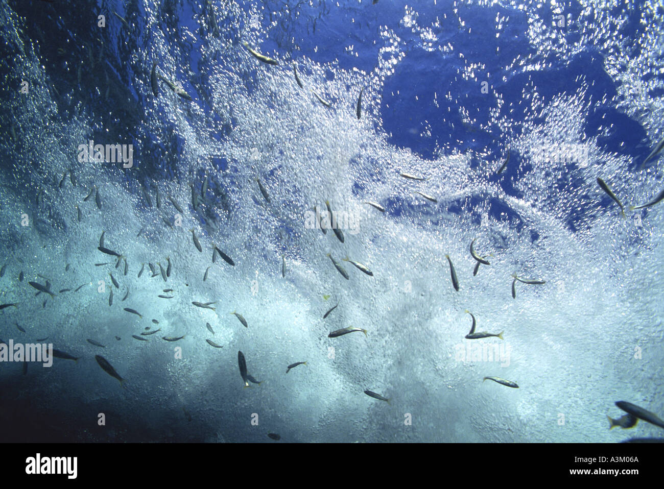 Fish in river Stock Photo - Alamy