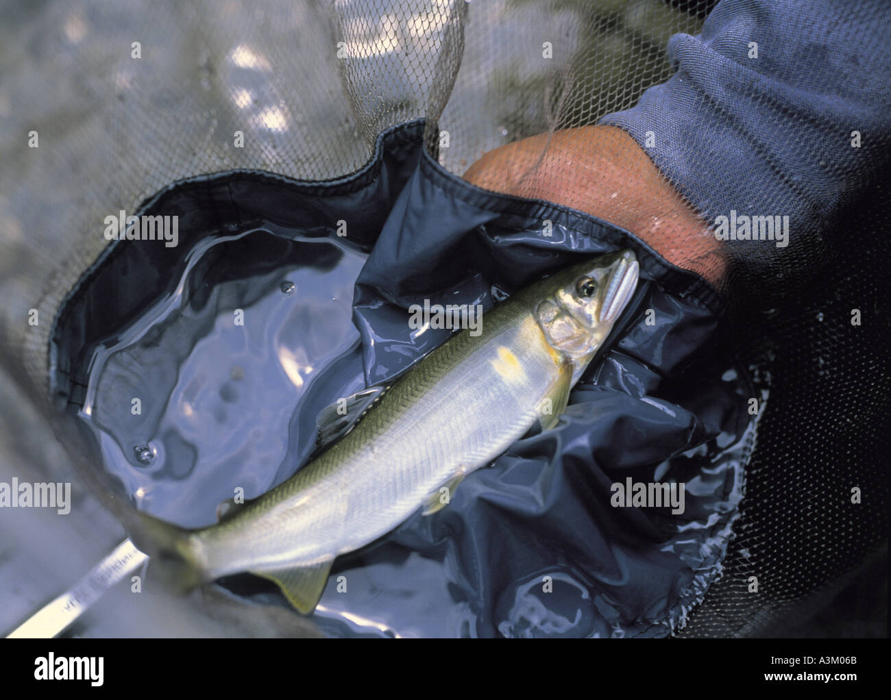 Plecoglossus altivelis altivelis hi-res stock photography and images ...