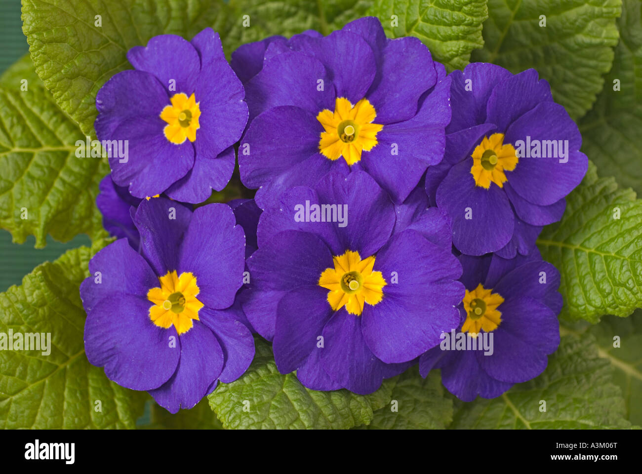 Blue primroses close up Primula veris Stock Photo - Alamy