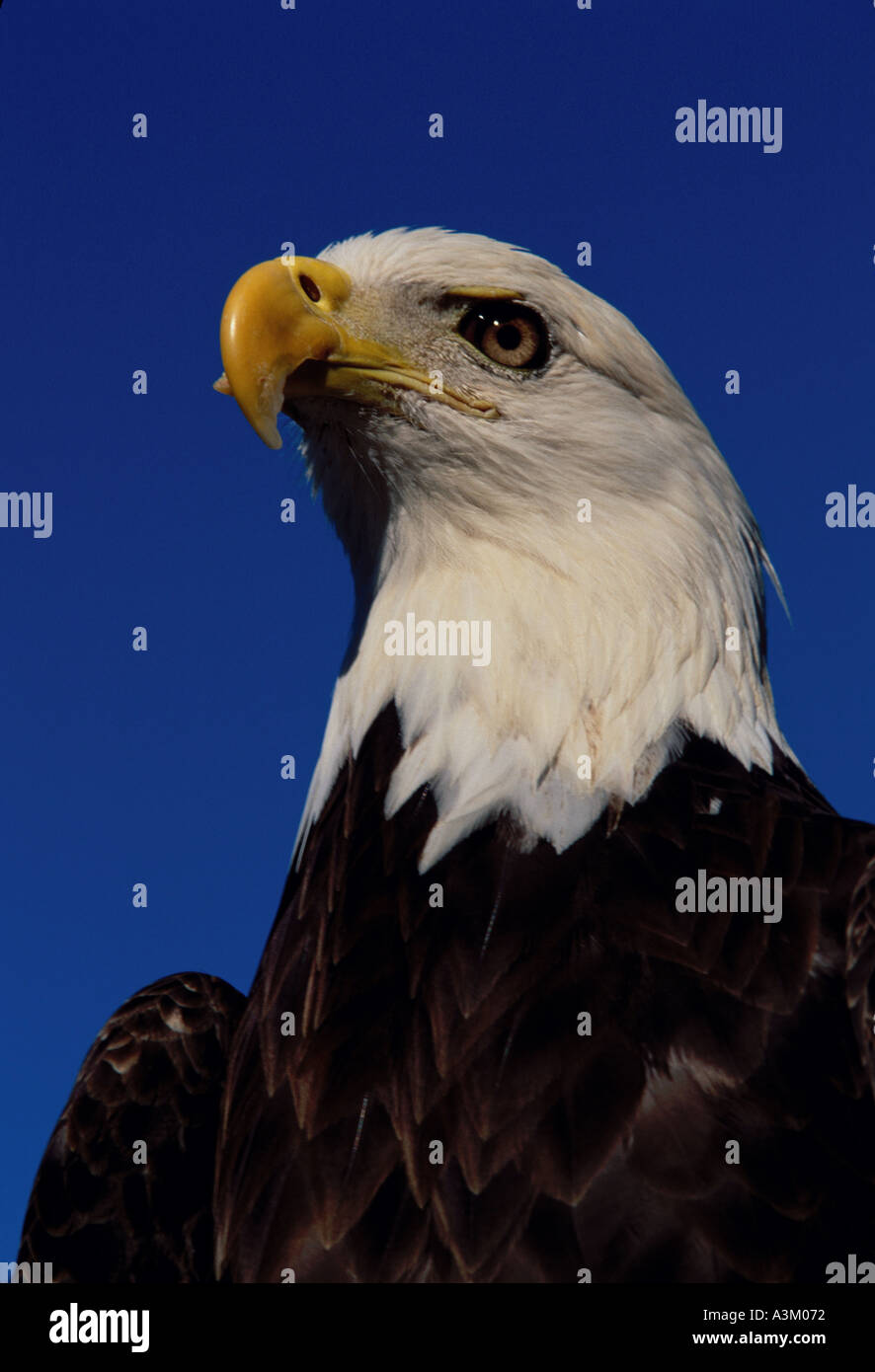 BIRD EAGLE Bald Stock Photo - Alamy