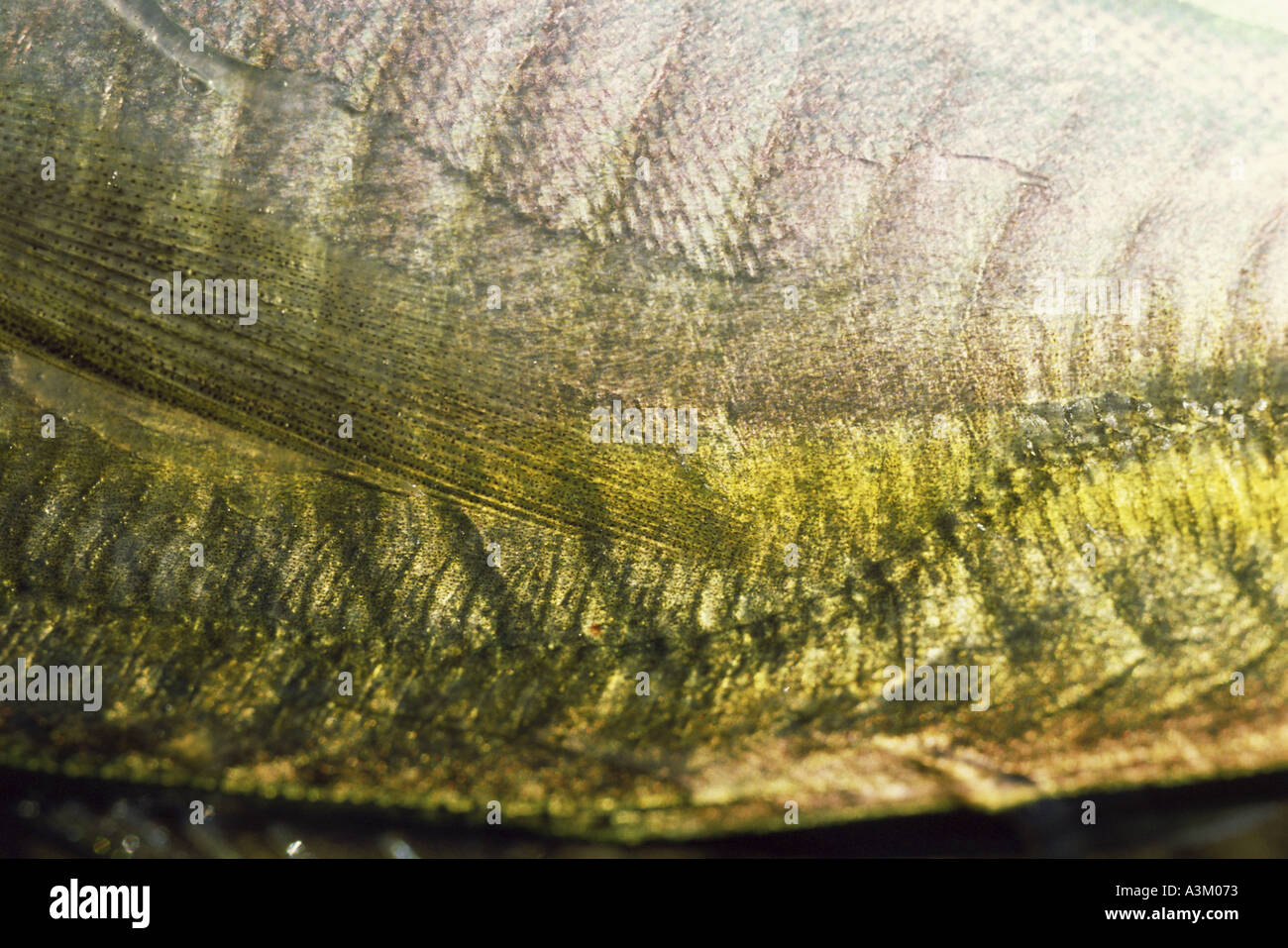 Measures animals scale hi-res stock photography and images - Alamy