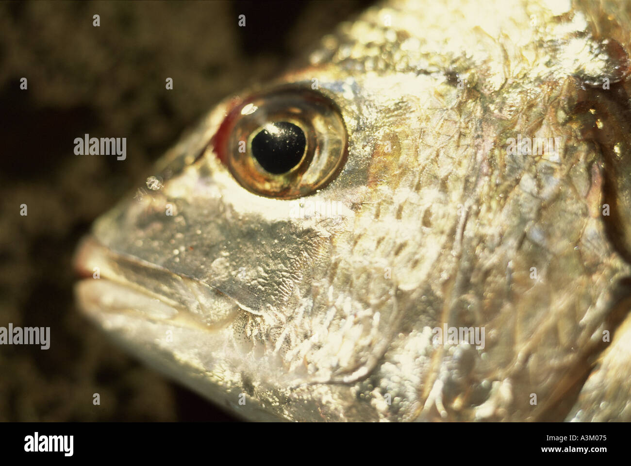 Out side eyeballs hi-res stock photography and images - Alamy